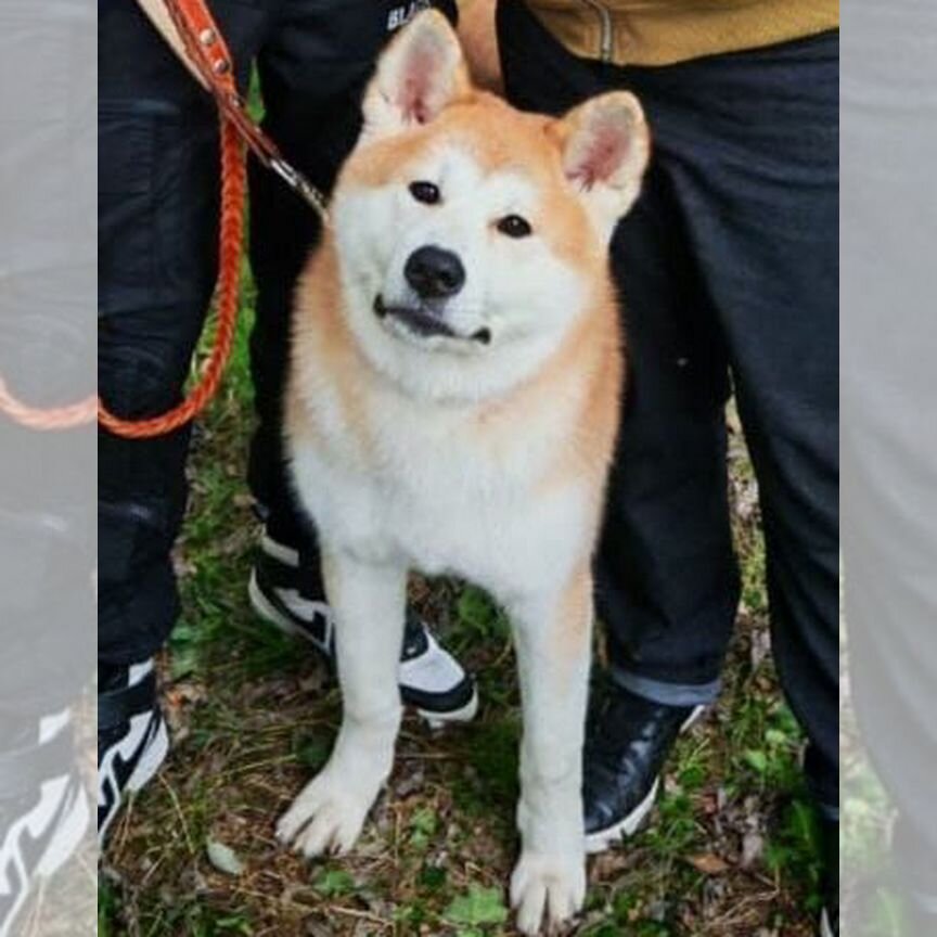 Акита-ину, щенок