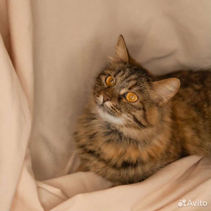 Янтарная кошечка