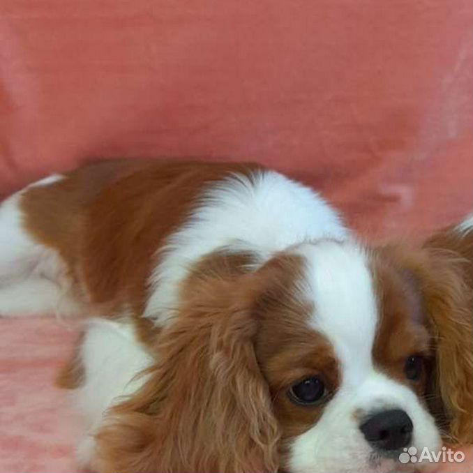 Спаниель кавалерчики