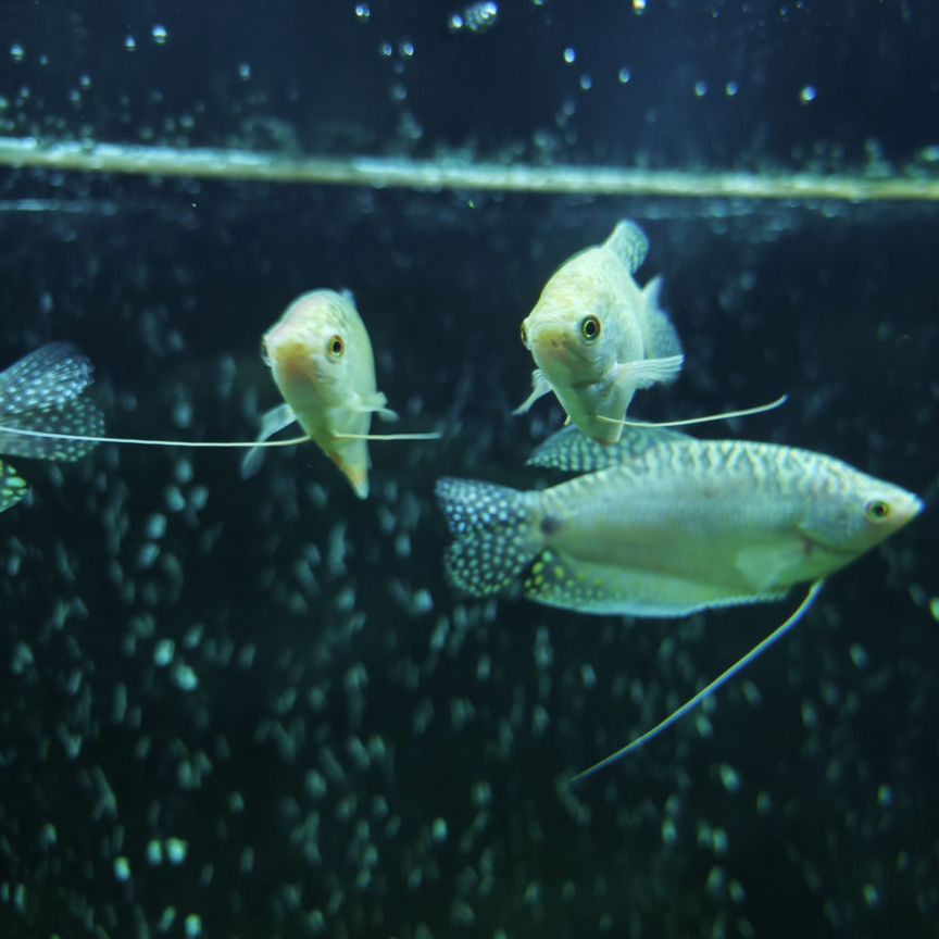 Гурами белый 5 штук