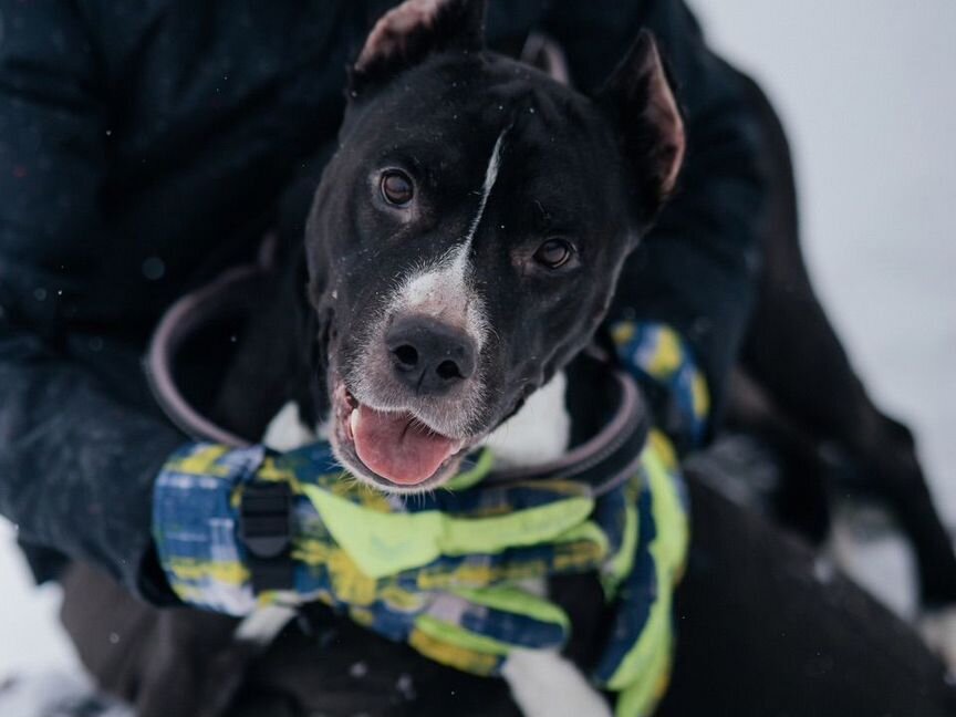 Фенотип стаффа в добрые руки