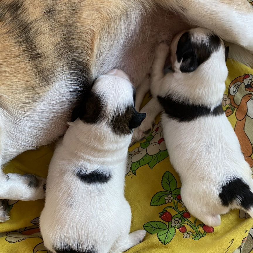 Щенки будут маленькие