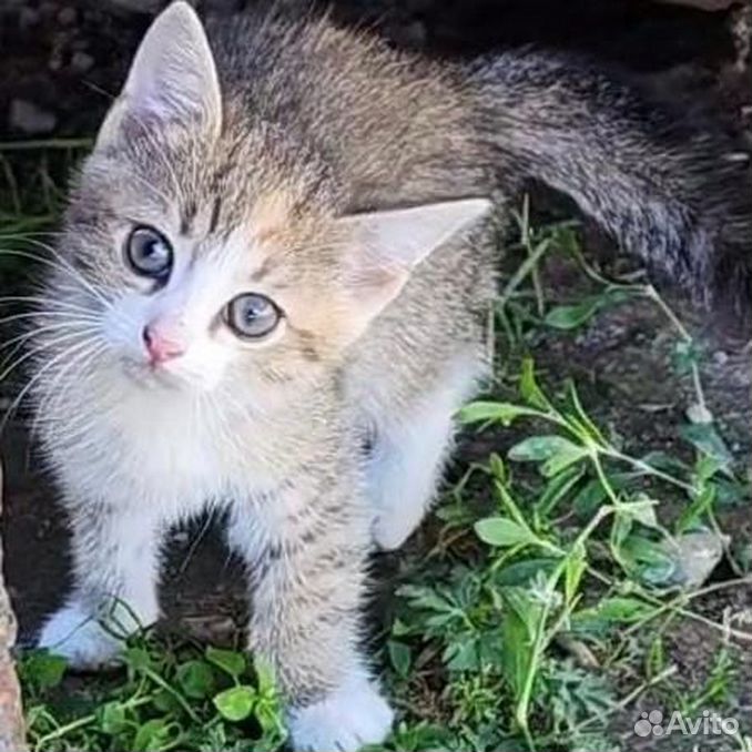 Котенок Лисена
