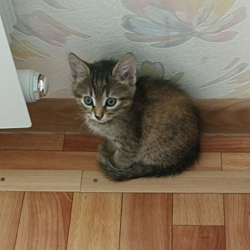 Отдам в хорошие руки котенка