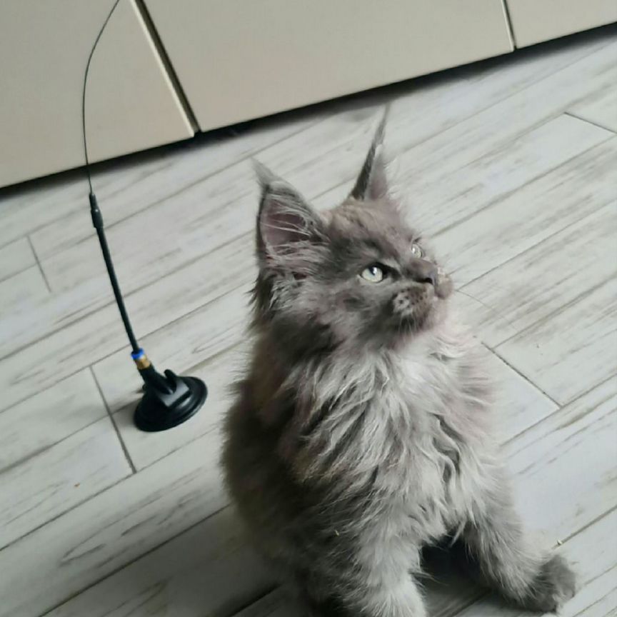 Котёнок мейн-кун 2,5 мес