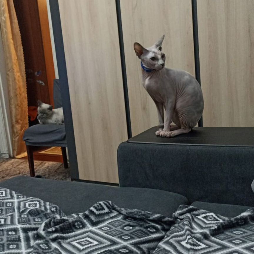 Донская кошка
