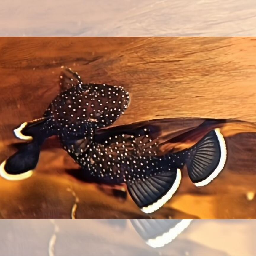 Анциструс L181