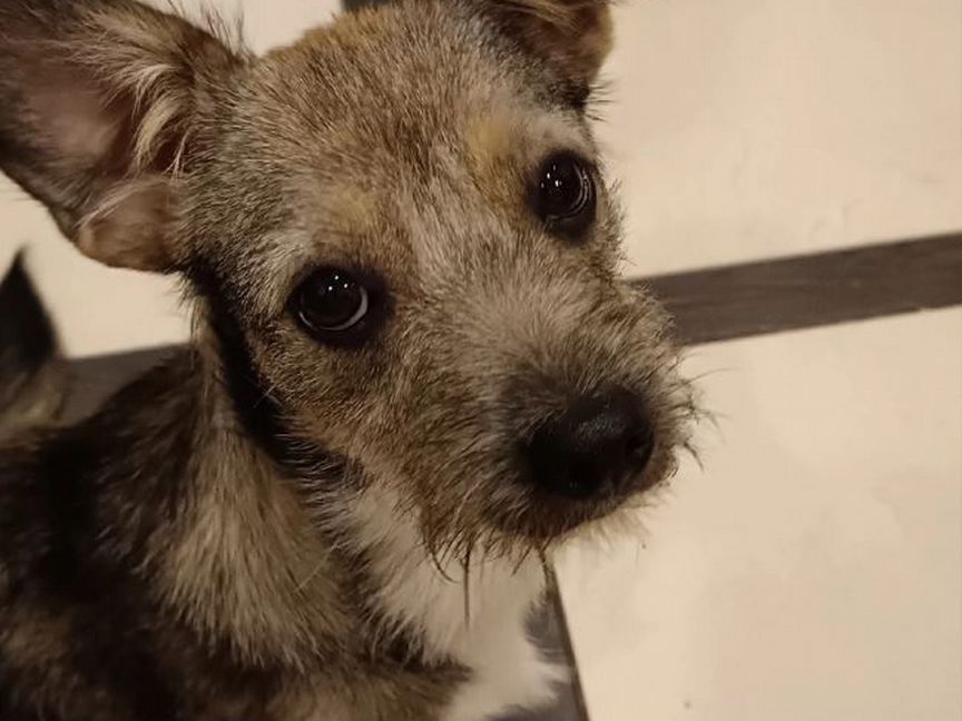 Маленькая собачка бородатая бесплатно собаки в дар