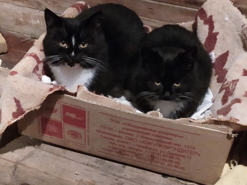 Котята в добрые руки