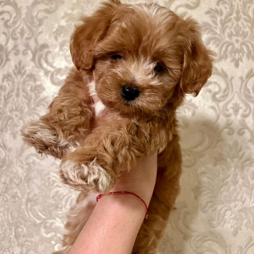 Щенки мальтипу