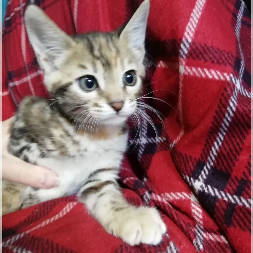 Котенок ищет маму