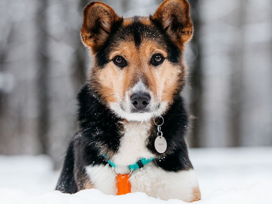 Собака из приюта в добрые руки