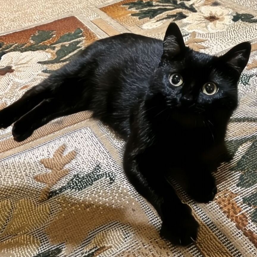 Взрослая, кошка в добрые руки