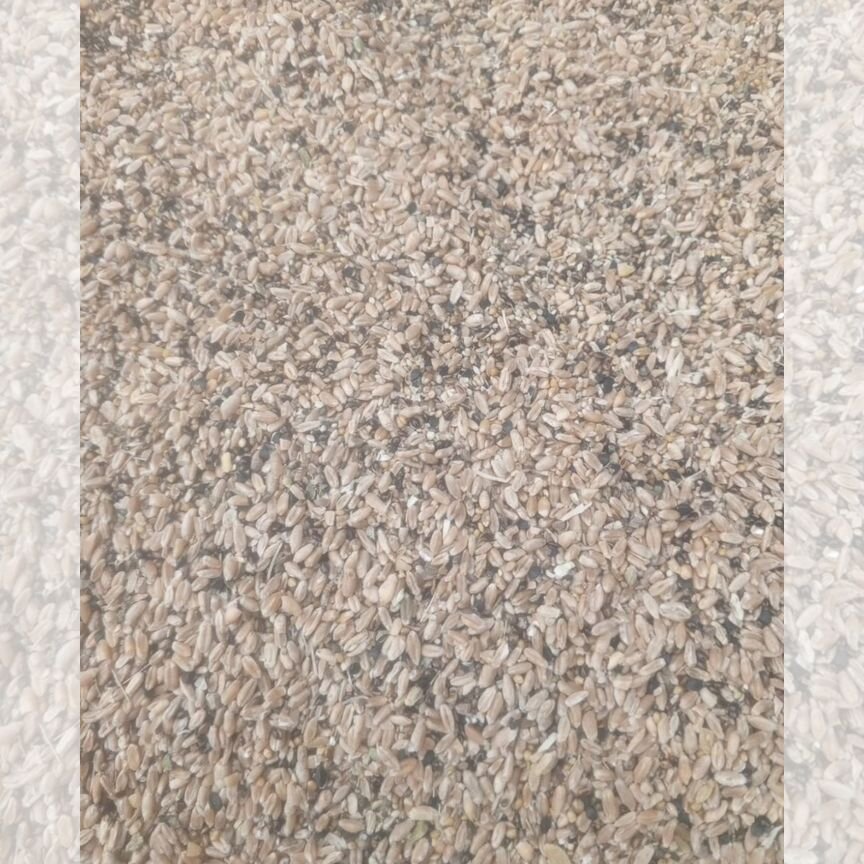 Зерноотходы пшеничные