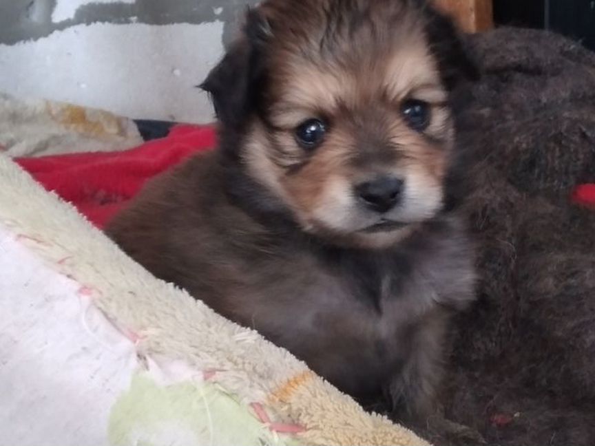 Щенки маленькой породы