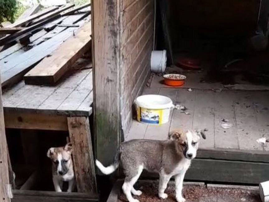 Щенки без мамы