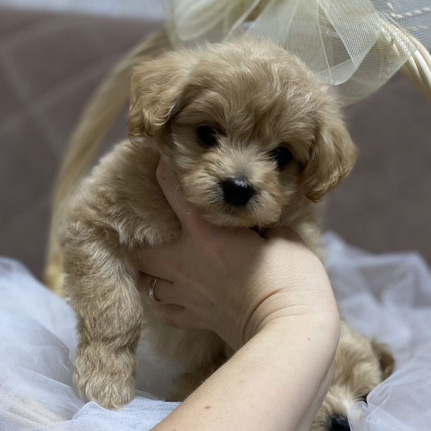 Мальтипу, щенок