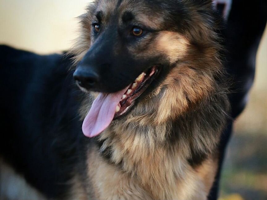 Шикарный мальчик породистый