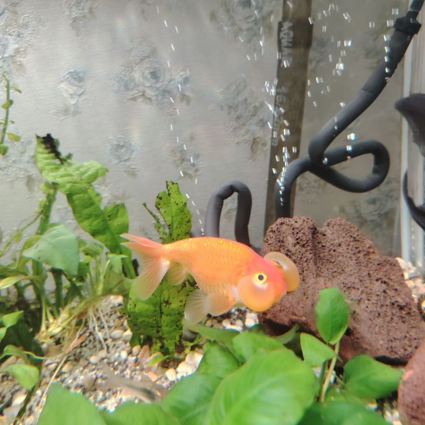 Золотая рыбка водяные глазки 7-8 см