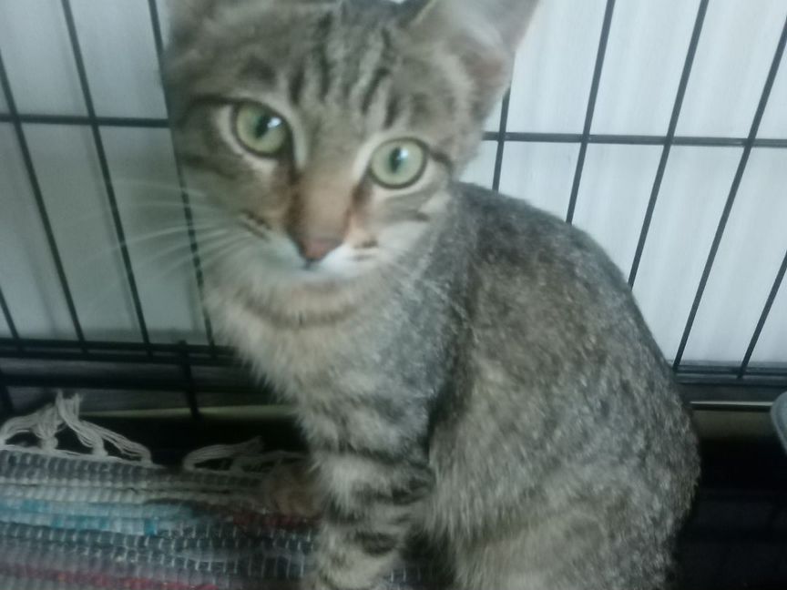Котенок Яша в добрые руки