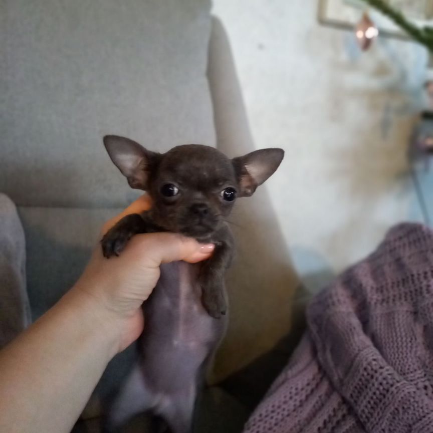 Девочка чихуахуа