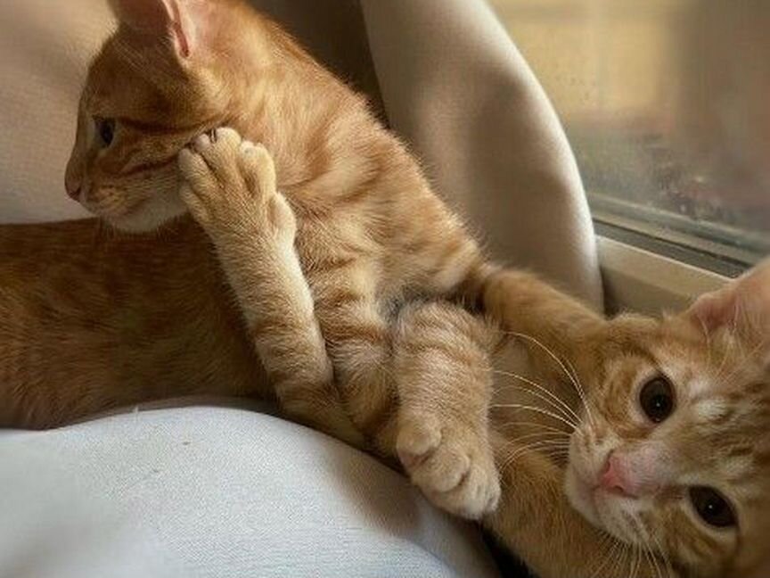 Котята львята