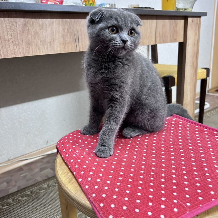 Шотландская вислоухая кошка