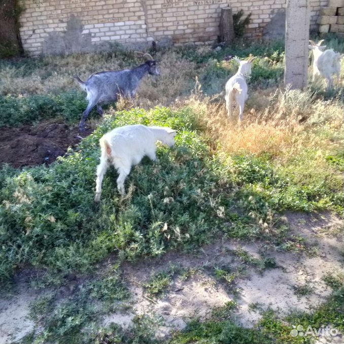 Козы и козлики