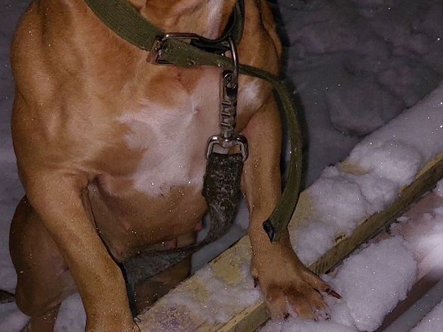 Стаффорд