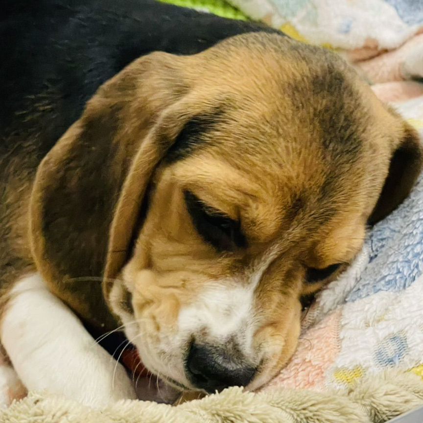 Бигль, щенок