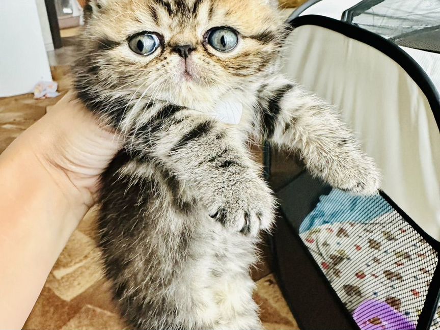 Экзотические котята