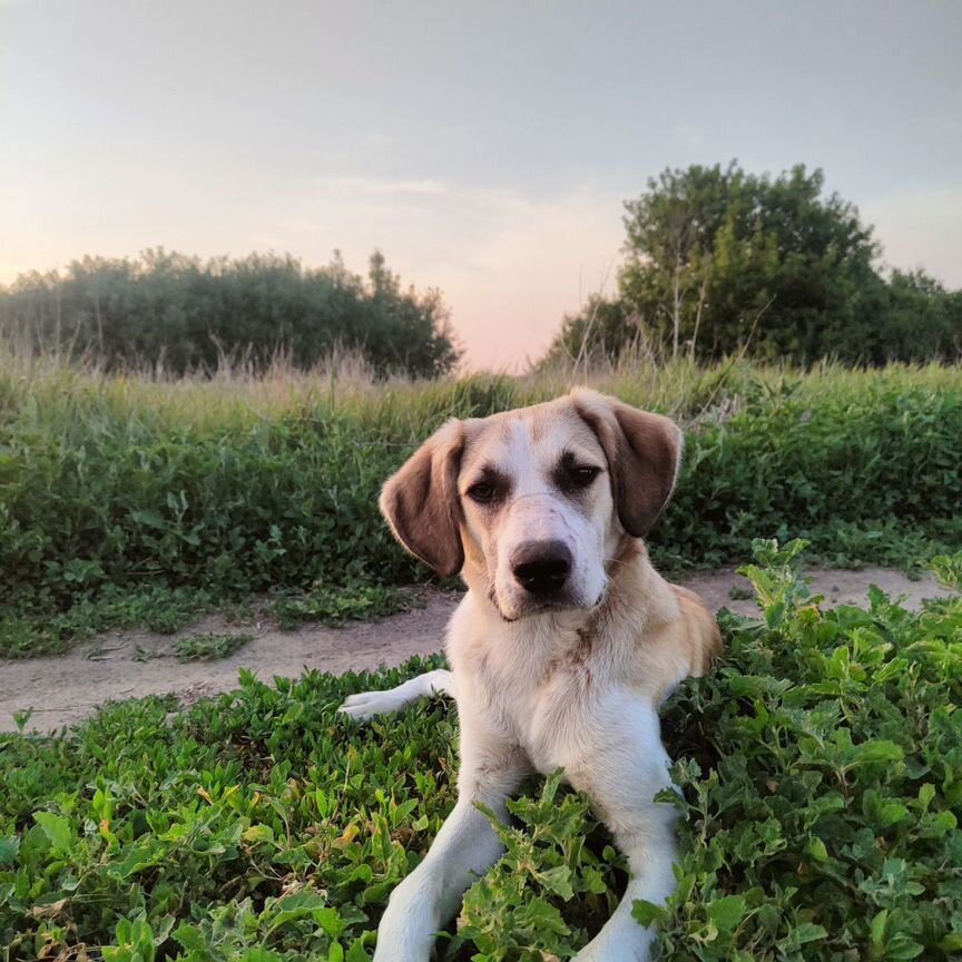 Собака в добрые руки