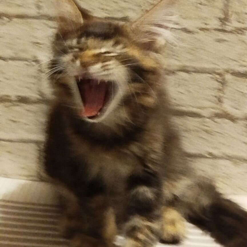 Мейн-кун котёнок