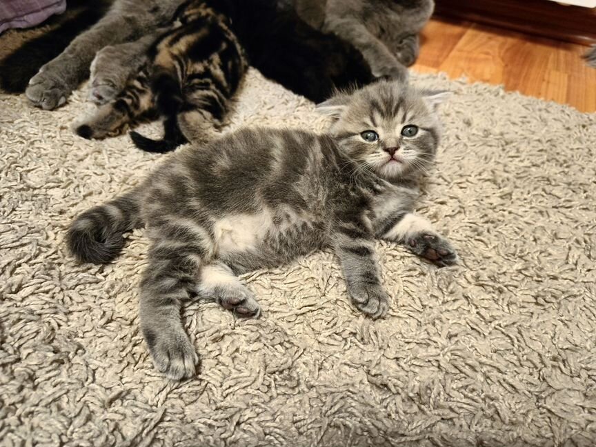 Шотландские котята
