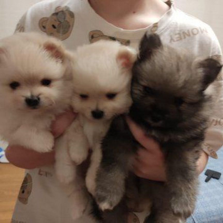 Шпиц Мальчик