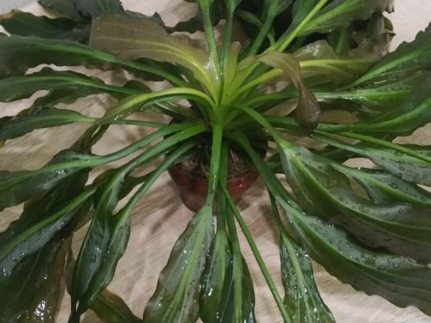 Эхинодорус блехера