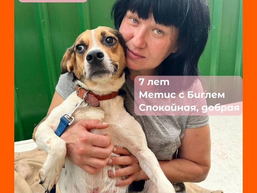 Метис с Биглем в добрые руки бесплатно