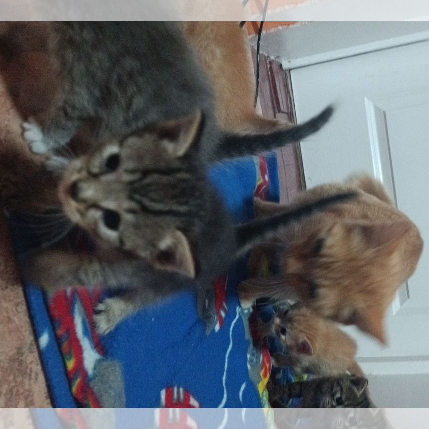 Котята 1,5мес