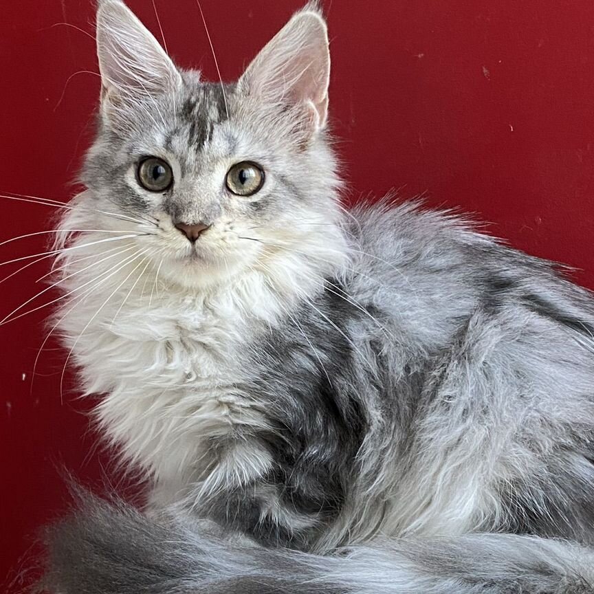 Мейн-кун малышка