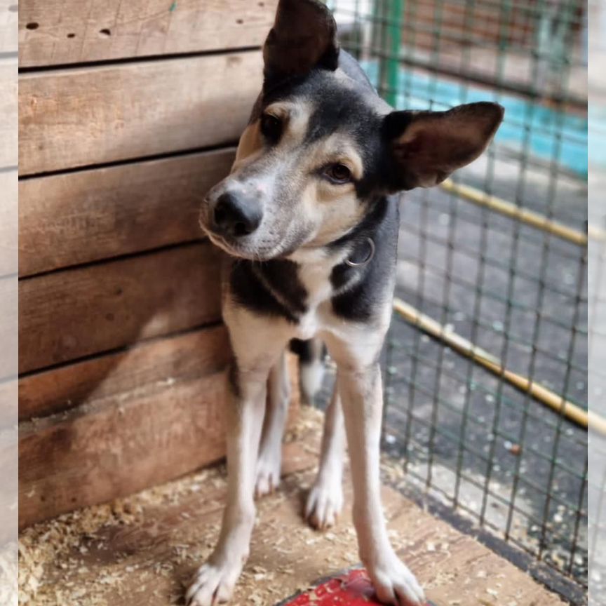 Гуффи хочет домой