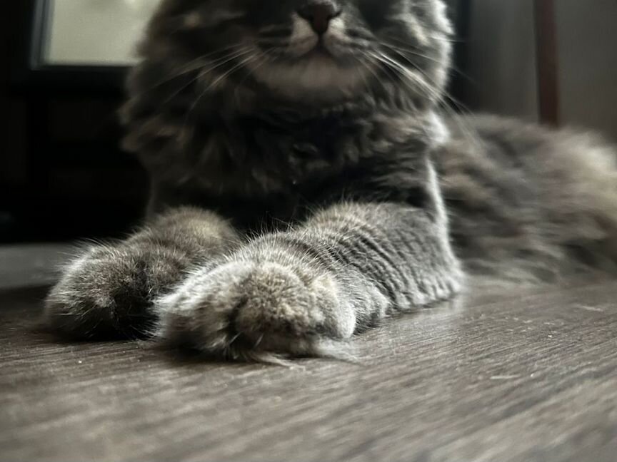 У Грушеньки умер хозяин