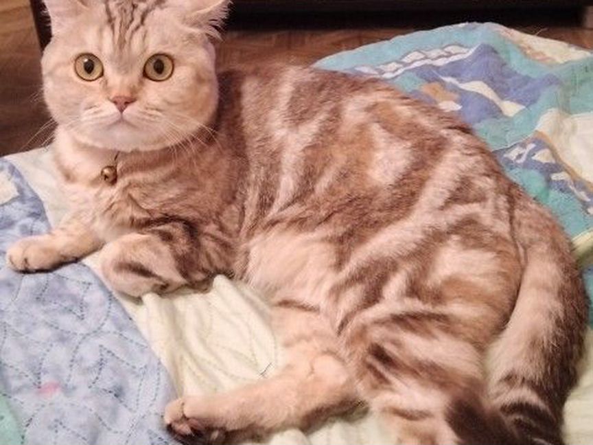 Британская кошка на вязку