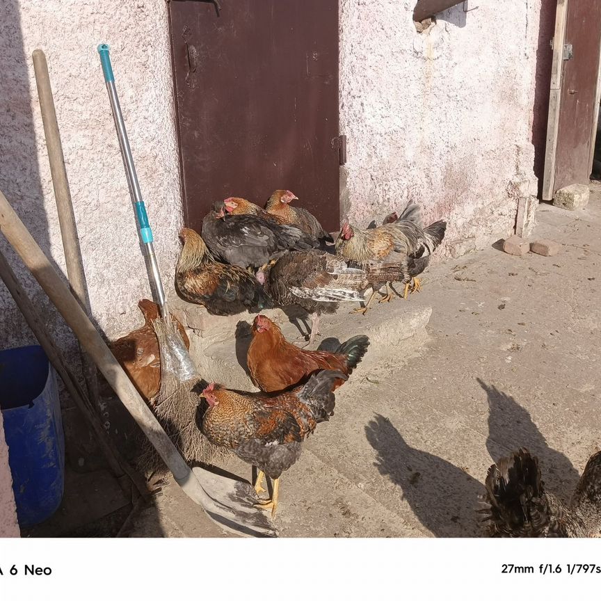 Молодые петушки