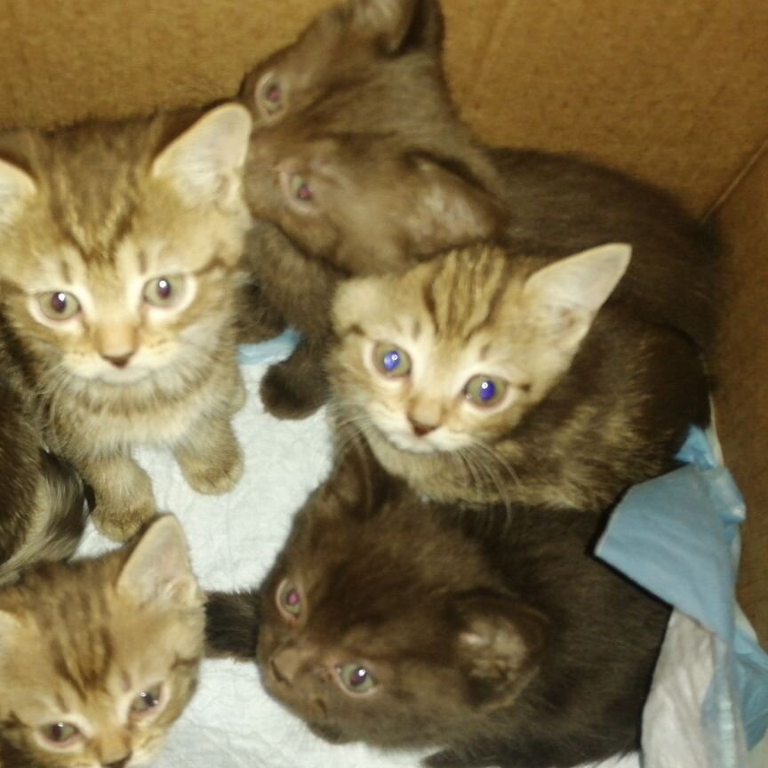 Котята в добрые руки бесплатно, подкидыши