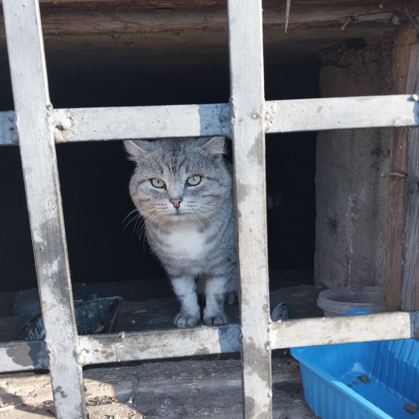 Британский кот