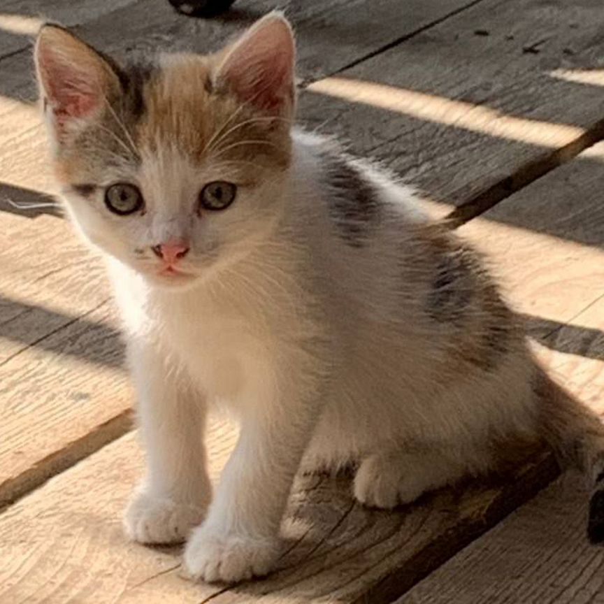 Котята в добрые руки бесплатно