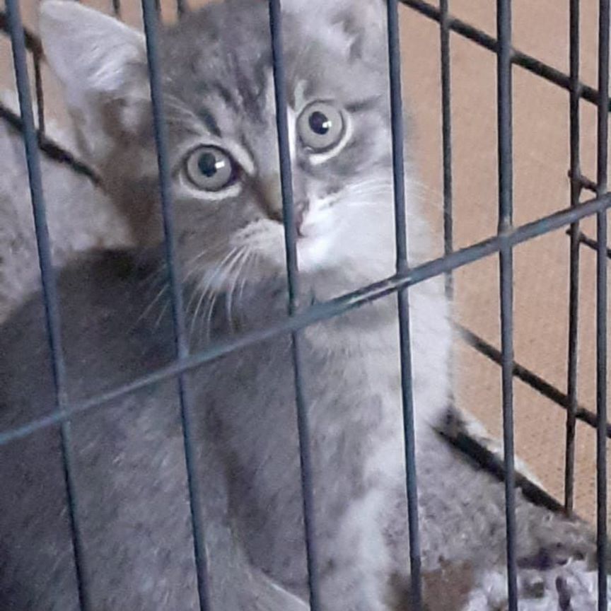 Котенок а добрые руки