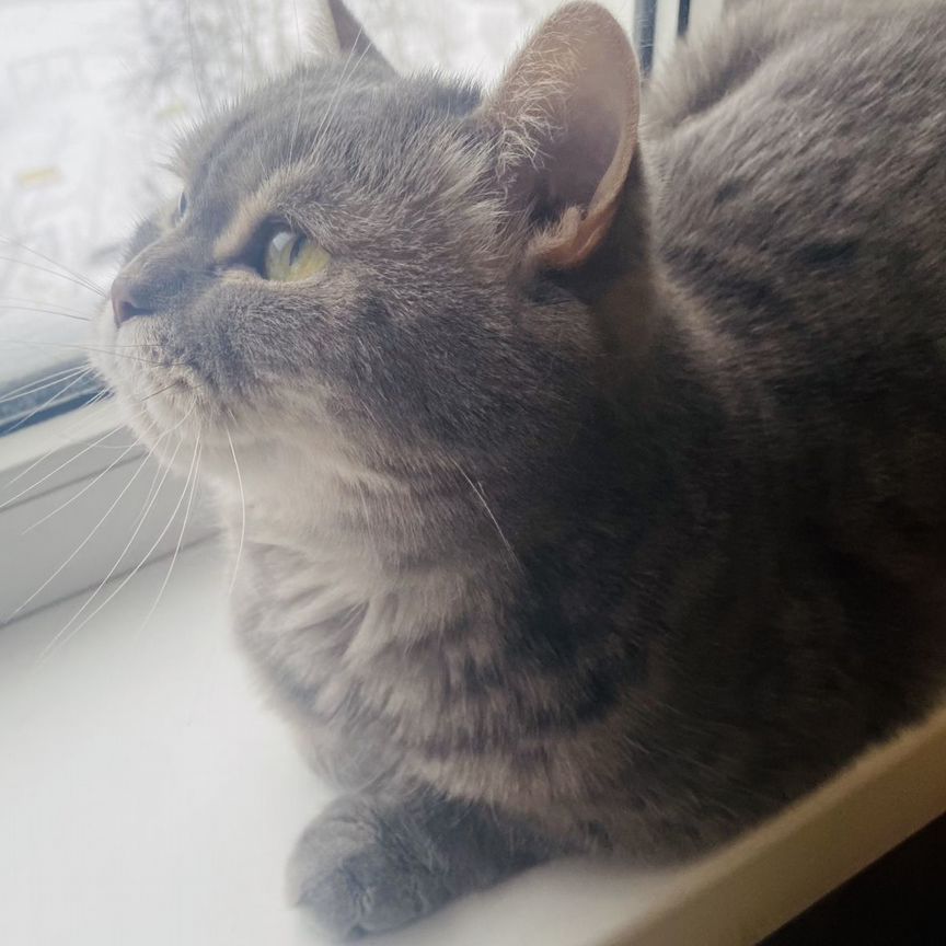 Взрослая, кошка в добрые руки