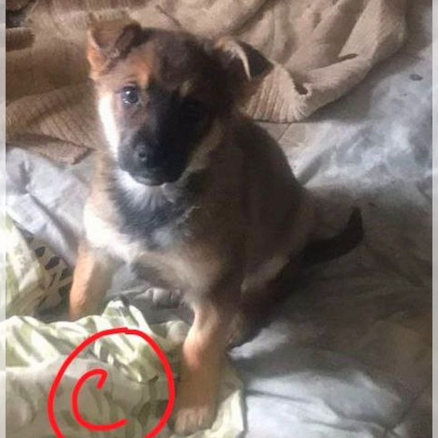 Щенок в добрые руки