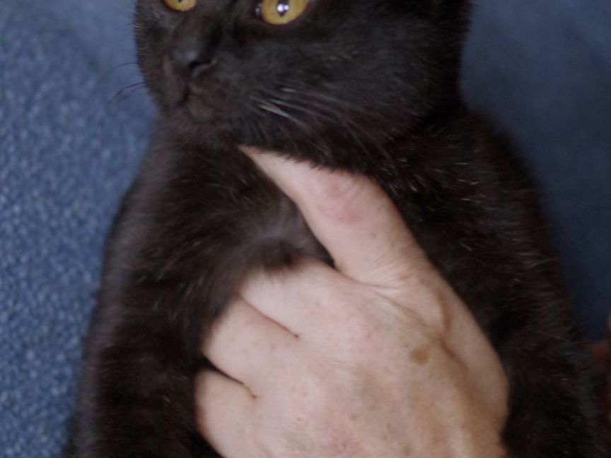 Котенок Индус, 3 мес.Бомбейской породы ищет семью